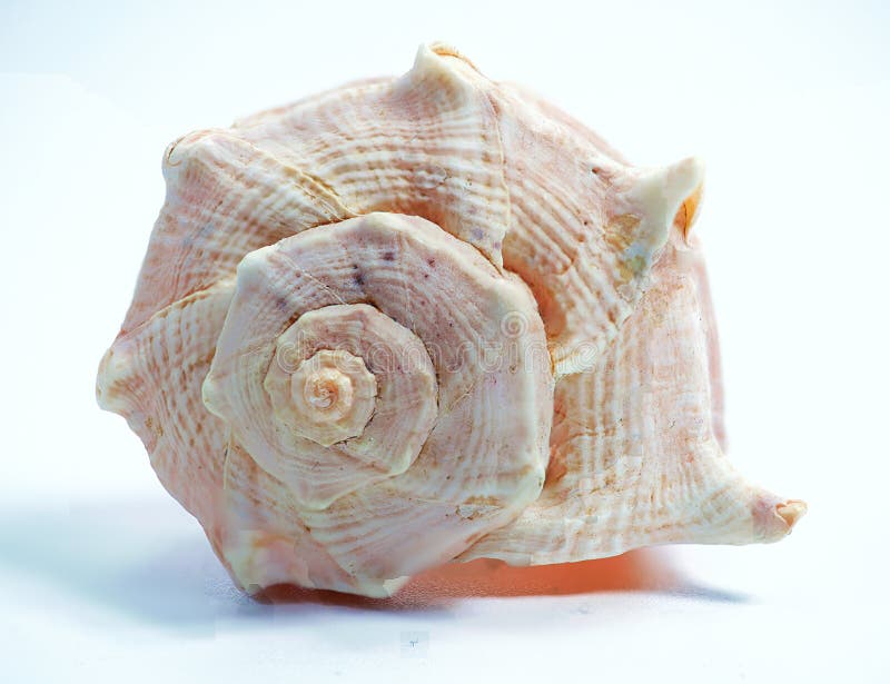 Shell. Seashell. Sea Shell Isolated on White Stock Photo - Image of ...