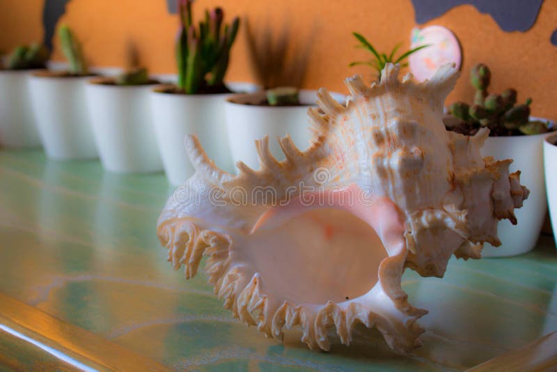 Shell. stock photo. Image of biology, background, shell - 98963536