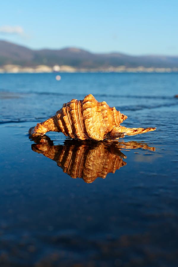 Shell on the Seashore in Reflection Stock Image - Image of outdoor ...