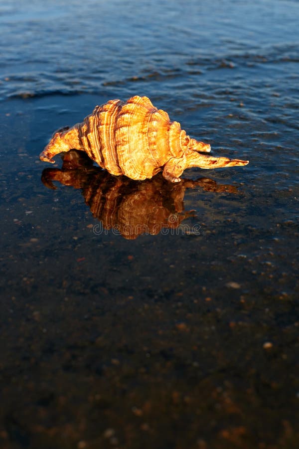 Shell on the Seashore in Reflection Stock Photo - Image of natural ...