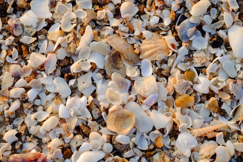 Shell on the seashore stock photo. Image of pebble, detail - 55731082