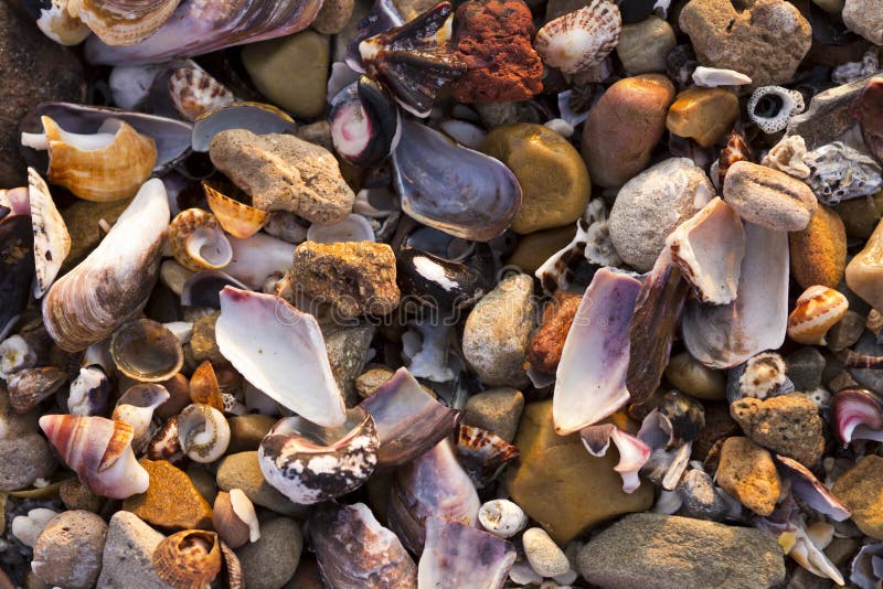 Colourful Shell and Seaside Background Stock Photo - Image of colorful ...