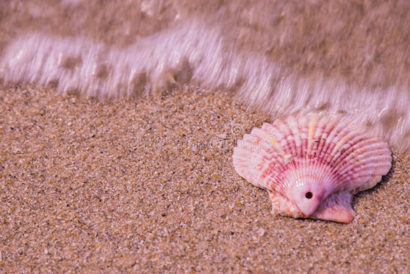 Sea Shell Relax Shels Wave Nature Stock Image - Image of wave, shell ...