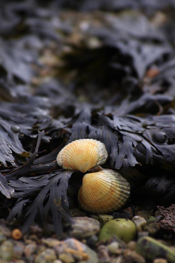 Shell and Seaweed stock image. Image of shell, nature - 22931485