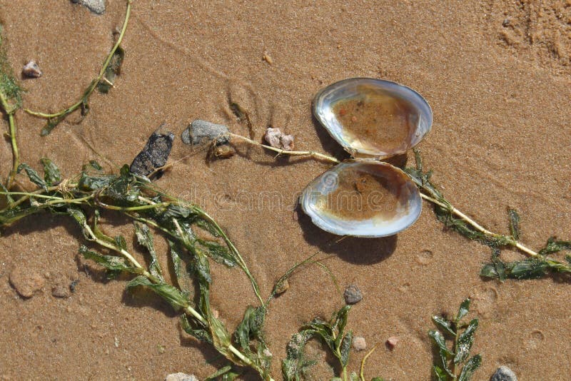 Shell and seaweed on sand stock image. Image of shell - 43218563