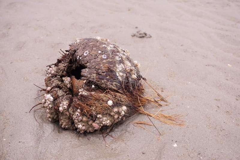 Shell Seco Do Coco Na Praia Foto de Stock - Imagem de sujo, seco: 93800808
