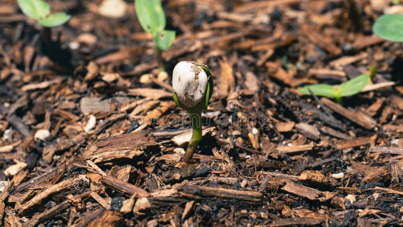 Shell of Seed Stuck on Leaf of Plant Sprouting Out of the Ground Stock ...