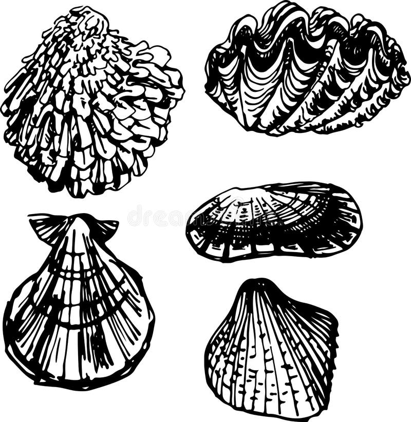 Oyster Shell Vector