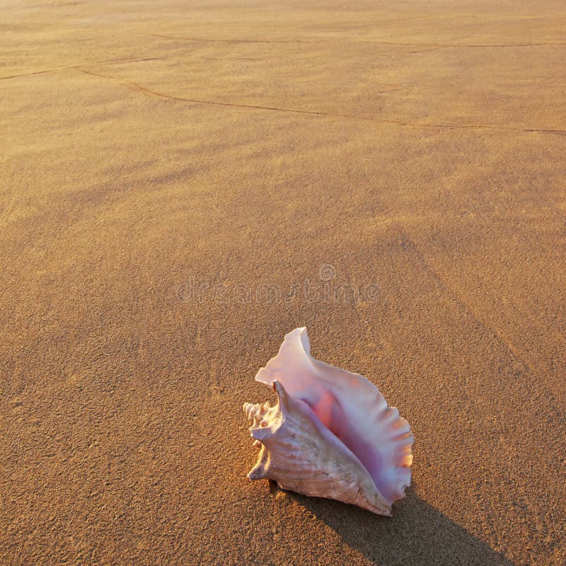 Shell in setting sun stock image. Image of island, tropical - 22720285