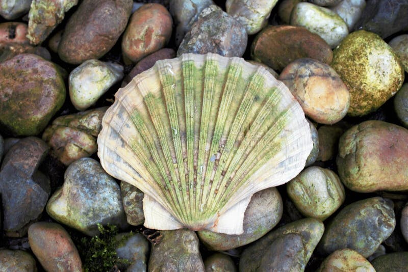 Shell in the shallow stock image. Image of outdoor, front - 120339367