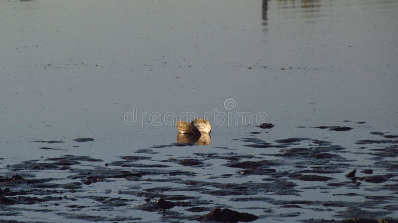 Water Has Dropped To a Minimum and the Shell Has Remained Stock Photo ...
