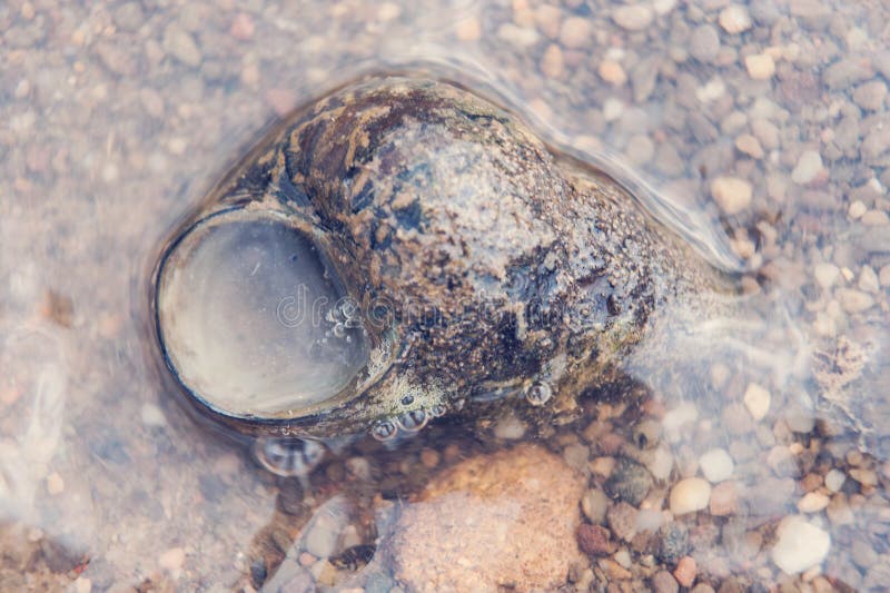Shell in Shallow Water with Stones Stock Image - Image of depth, stones ...