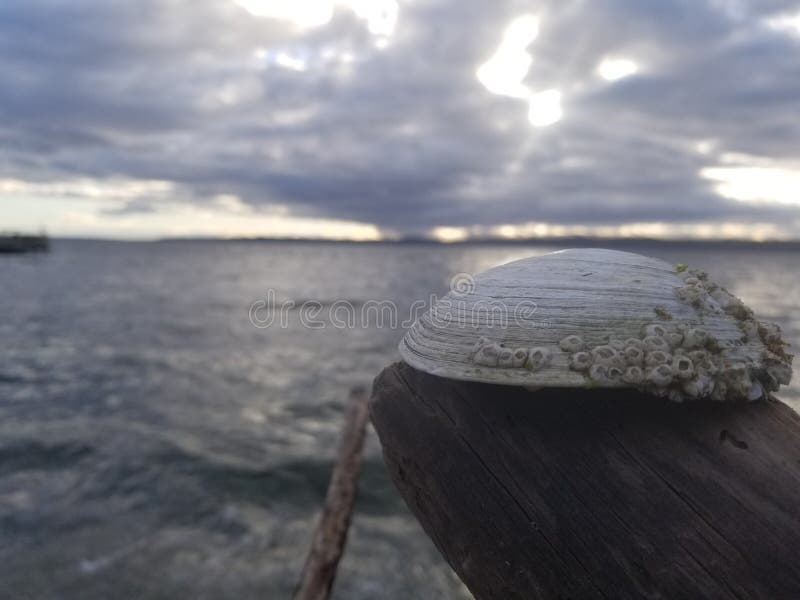 Shell stock photo. Image of shell, federal, beach, washington - 120633466