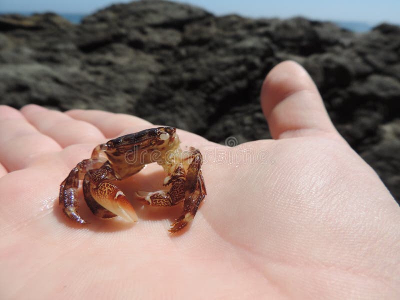 Shell stock photo. Image of shell, exoskeleton, weird - 151989518