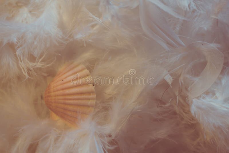 Shell. stock image. Image of decoration, copy, life - 109494893