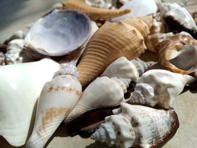 Shell01 stock image. Image of beach, shell01, summer - 176320083