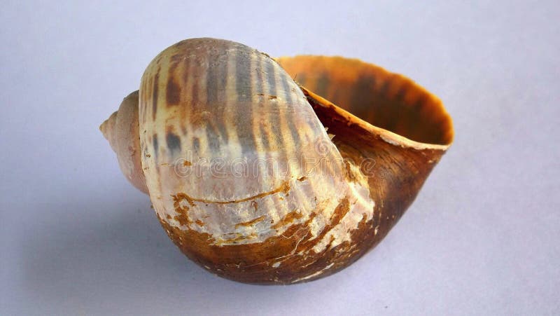 Shell stock photo. Image of conchology, shell, fields - 100032528