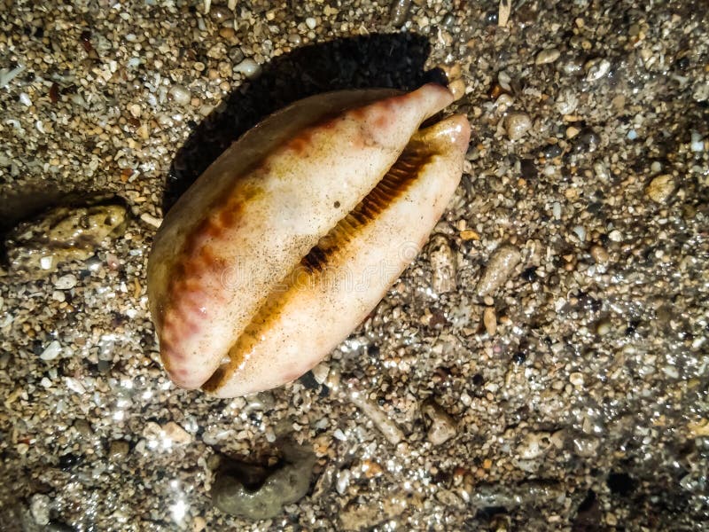 Shell stock image. Image of shells, carried, ended, mans - 264137935