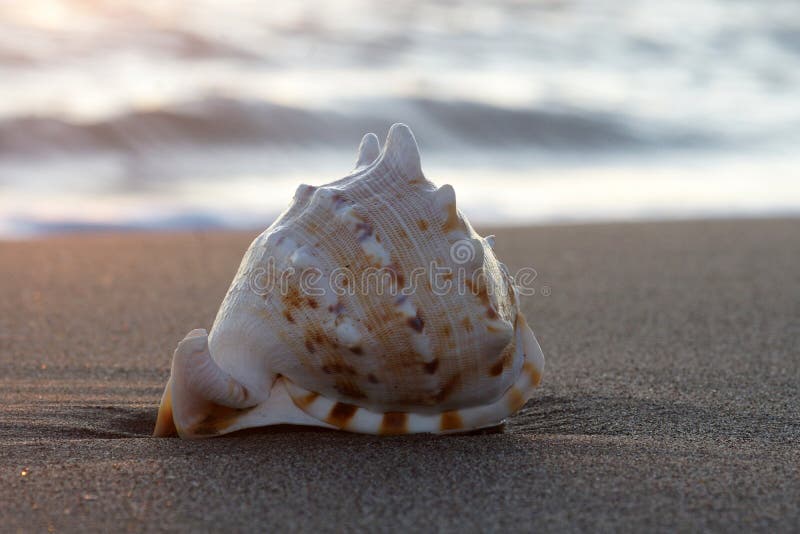 Shell on the shore stock photo. Image of blue, shell - 198738430