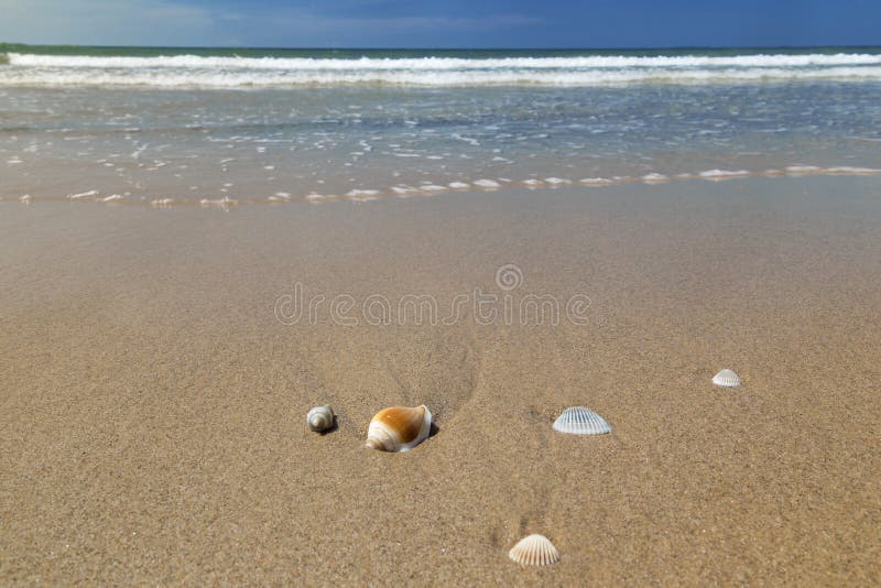 Shell by the shore stock photo. Image of serene, holiday - 190129720
