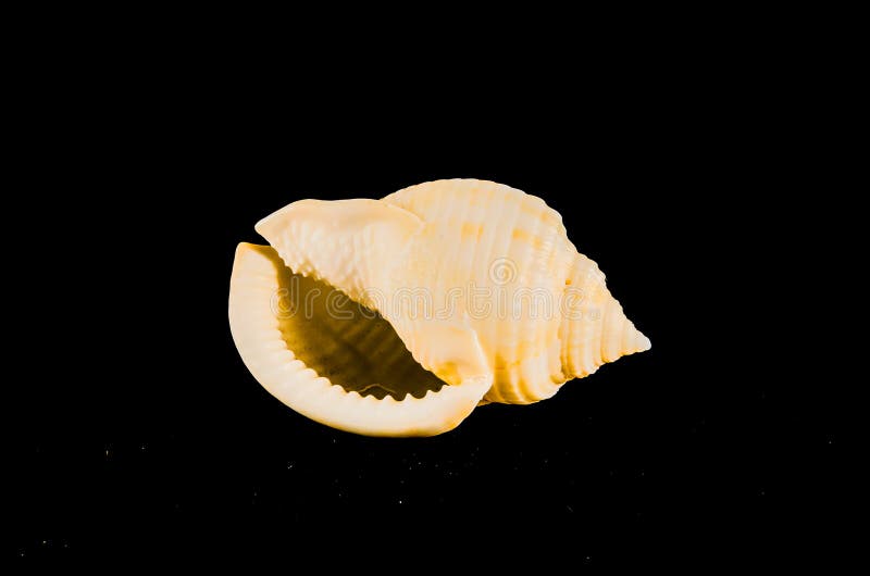 A Shell is Shown on a Black Background Stock Image - Image of type ...
