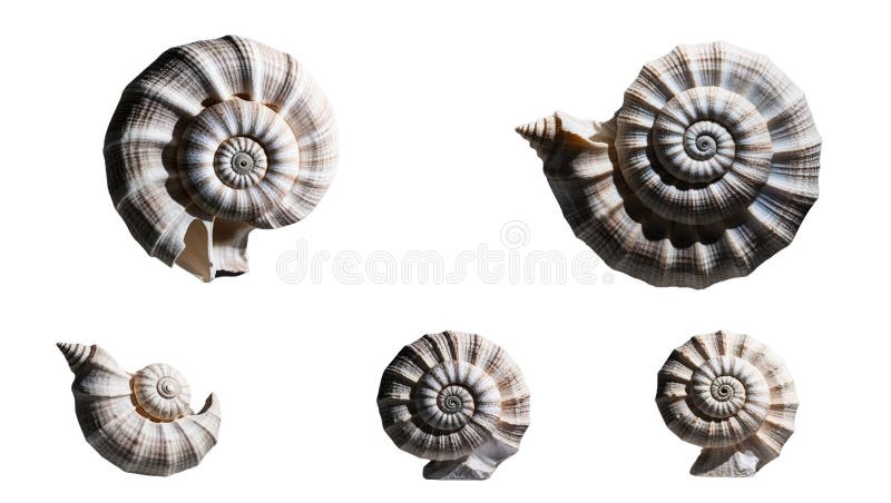 Shell Shown from Various Perspectives on a White Background Stock ...