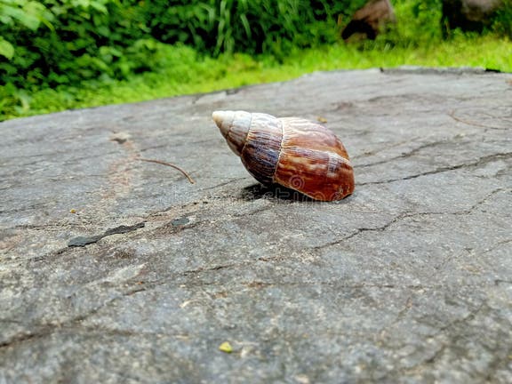 Shell in side view stock image. Image of rock, view - 155203393