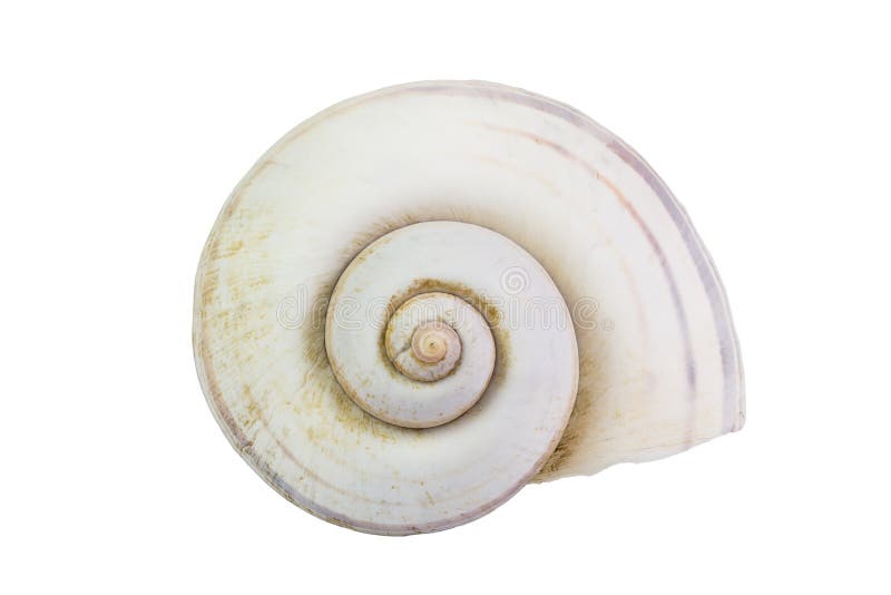 Shell stock image. Image of summer, isolated, aquatic - 72290401