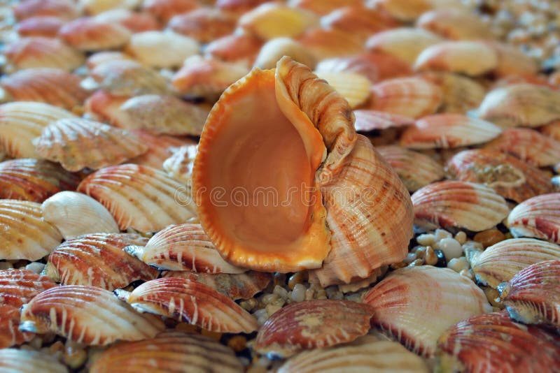 Shell on a small shells stock image. Image of summer - 52653689