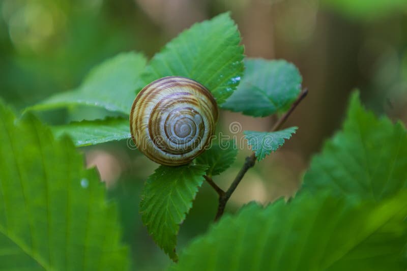 The Shell of a Small Snail on a Green Leaf Stock Photo - Image of ...