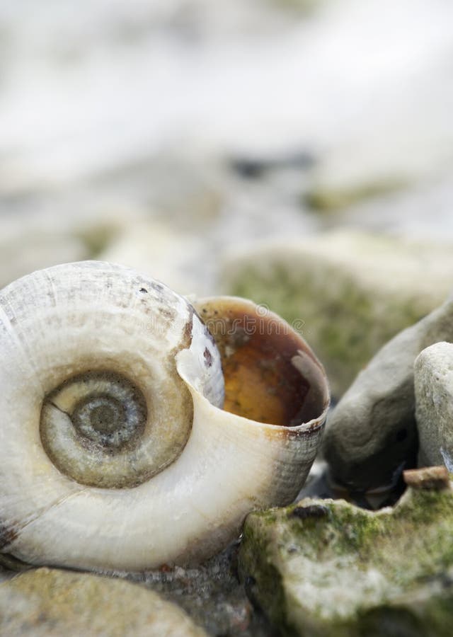 The shell of snail. stock photo. Image of shell, clear - 14302832