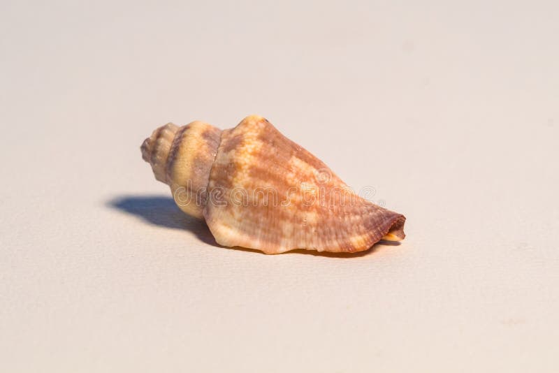 Shell of snail stock photo. Image of shell, muscle, mollusca - 183077704
