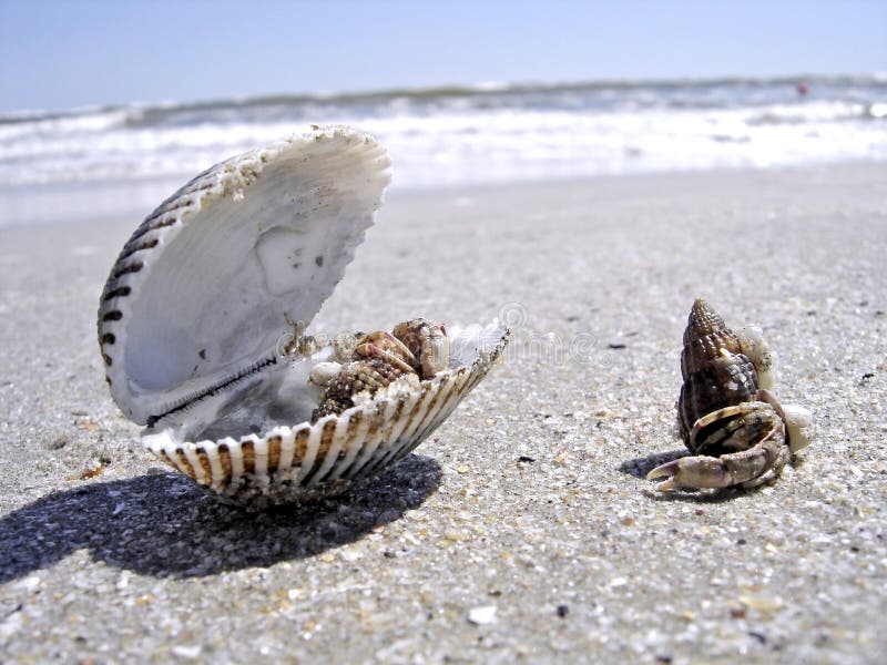 Scallop Shell on Beach stock image. Image of chill, sand - 6425355