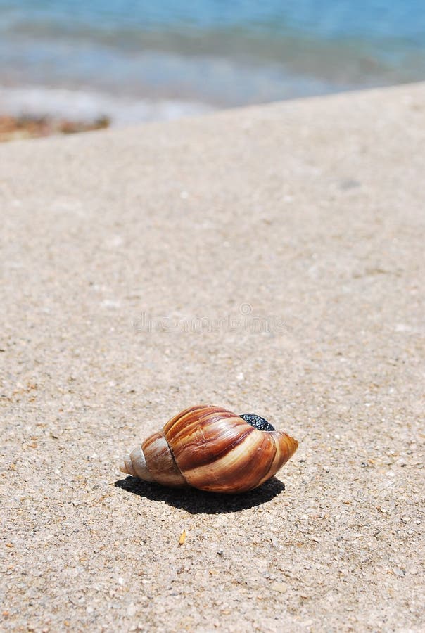 A Shell of a Snail on the Beach Stock Photo - Image of beach, dish ...