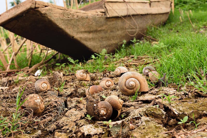 Shell Snail on the Dry Ground Stock Image - Image of ground, abstract ...