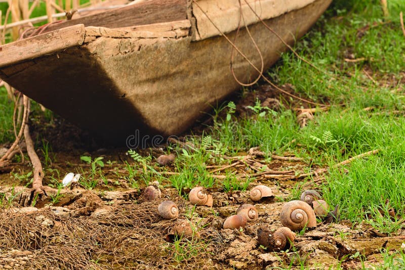 Shell Snail on the Dry Ground Stock Photo - Image of dirt, ground ...