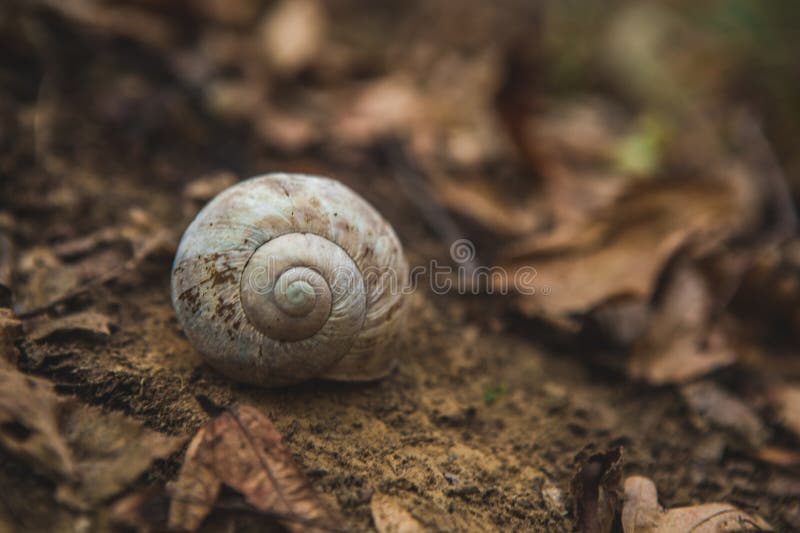 Shell of Snail in Forest. Spiral Pattern Stock Image - Image of animal ...