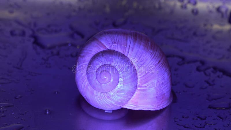 Shell of a Snail in the Rain and Drops of Water Splashing Stock Video ...