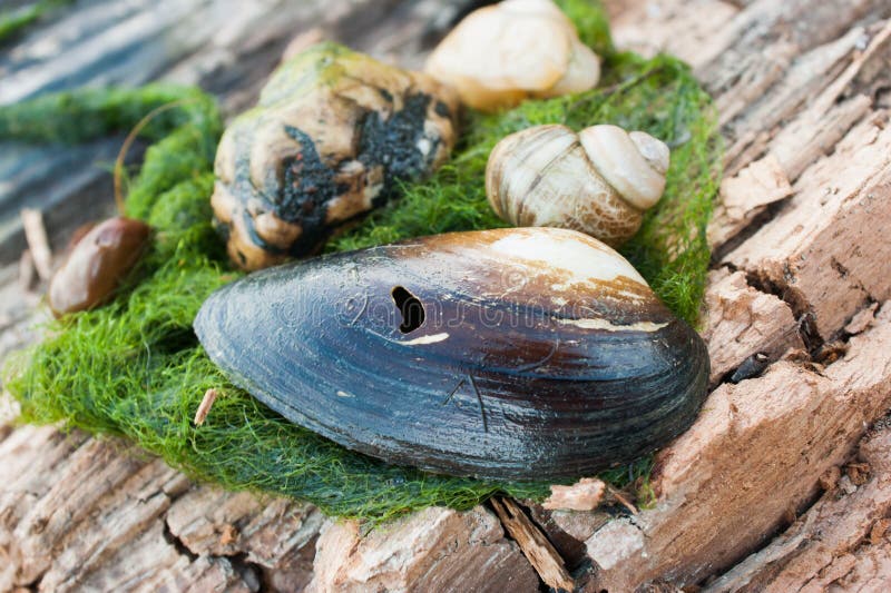 Snail on rock stock image. Image of invertebrate, white - 5689843