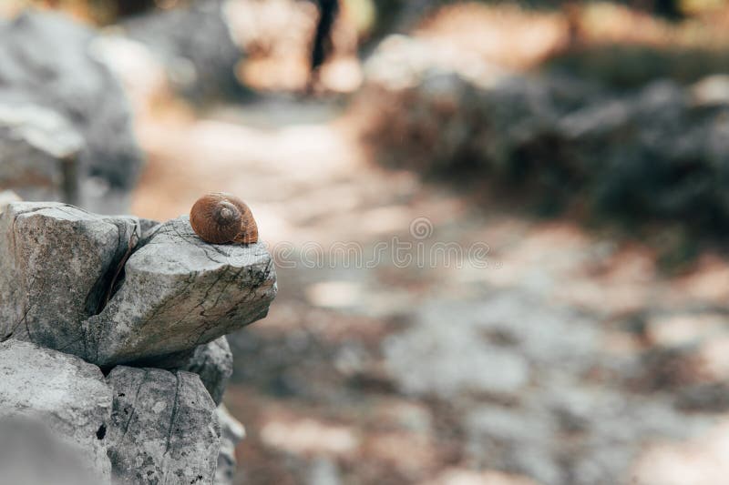 Shell of a Snail on the Rock. Visible Empty House of a Brown Snail in ...
