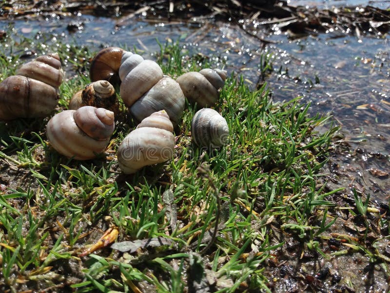Shells of river snails stock image. Image of bank, shells - 114076751