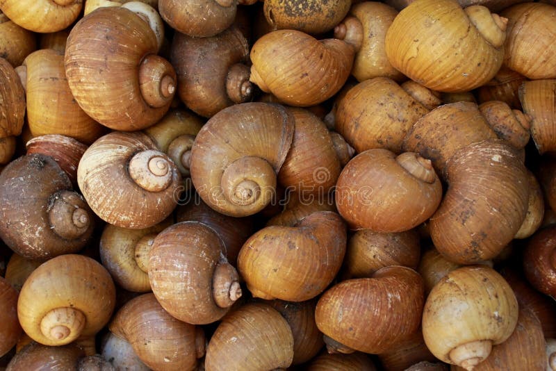 Shell of snails stock image. Image of slow, snail, close - 33836967