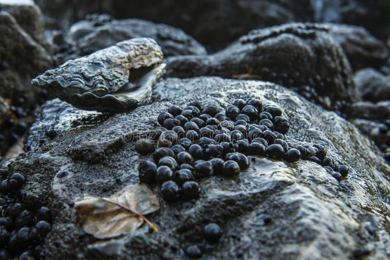 A Shell and Snails on a Stone Stock Photo - Image of summer, shore ...