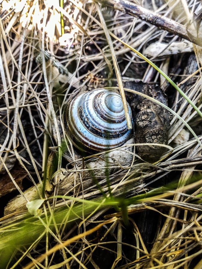 Shell stock image. Image of forrest, nature, wildlife - 122992857