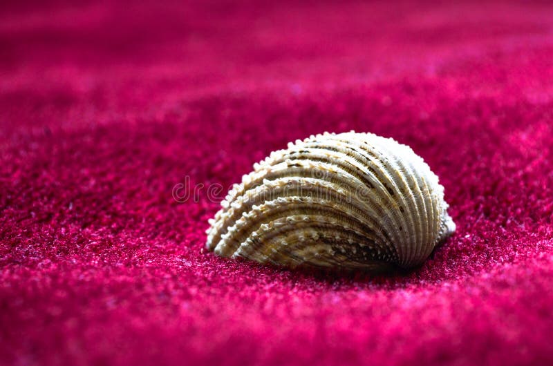 Shell on a Soft Crimson Cushion Stock Photo - Image of decor ...
