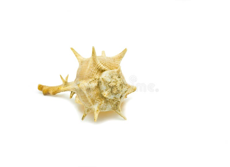 542 White Shell Spikes Stock Photos - Free & Royalty-Free Stock Photos ...