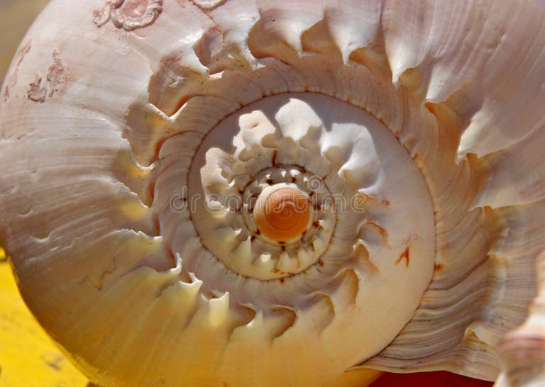 Shell Spiral stock photo. Image of ocean, shells, tropical - 642078