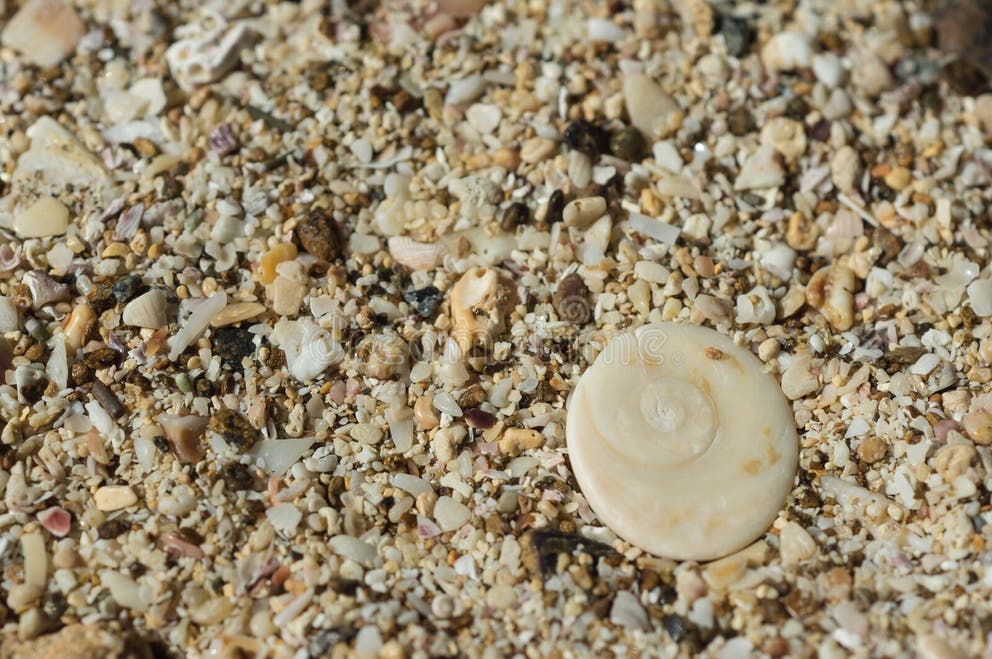 Shell with a Spiral Curl on Sand Stock Image - Image of brown, resort ...