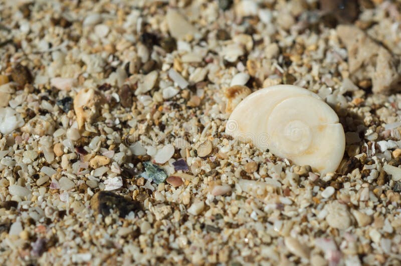Shell with a Spiral Curl in Sand Stock Image - Image of travel, sand ...