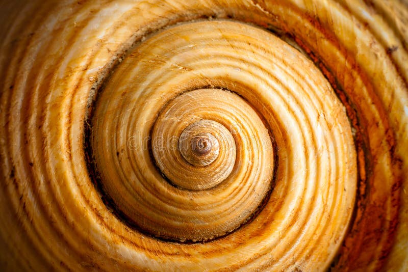 Spiral on sea shell stock photo. Image of swirl, sealife - 10610736